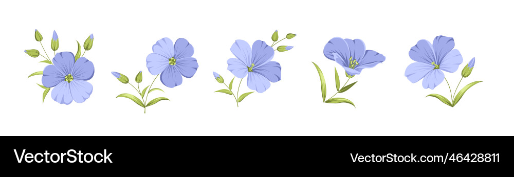 Linen flowers isolated white Royalty Free Vector Image