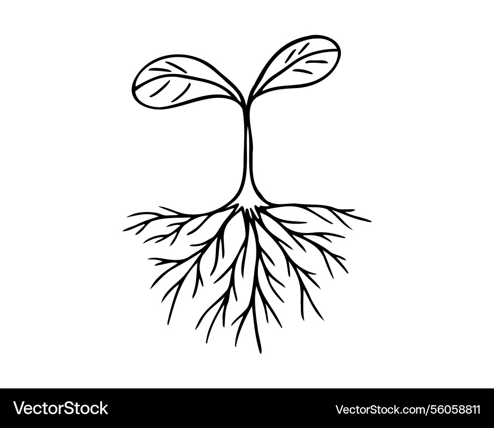 Sprout with two leaves and root small plant Vector Image