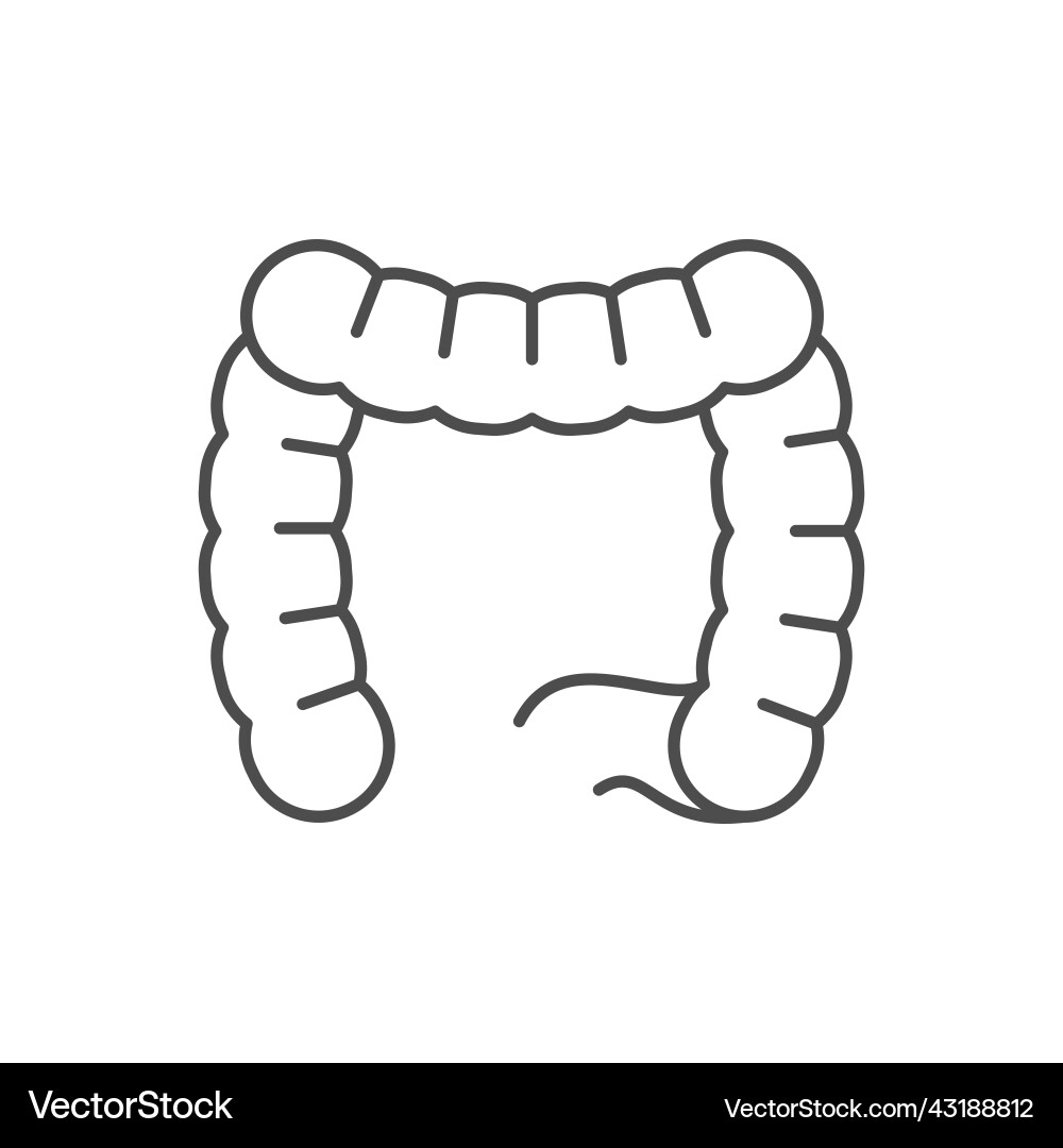 Human intestines line outline icon Royalty Free Vector Image