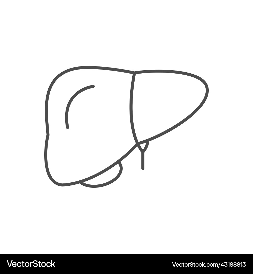 Human liver line outline icon Royalty Free Vector Image