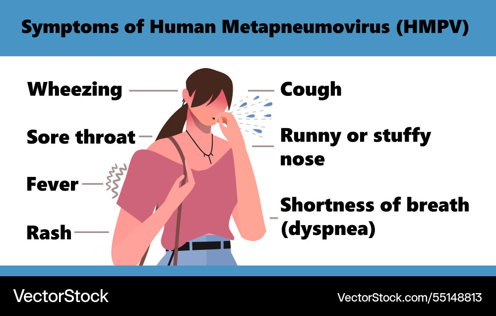 Human metapneumovirus hmpv symptoms infographic Vector Image