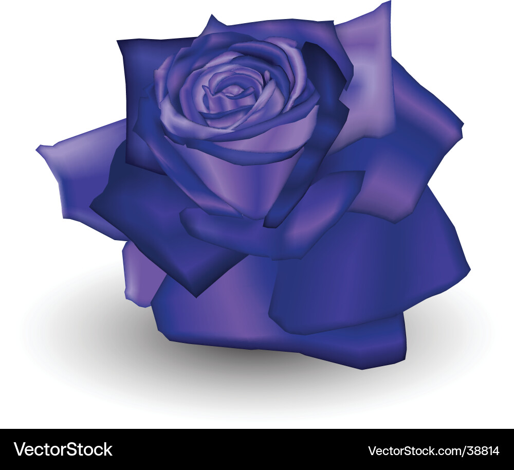 Indigo rose Royalty Free Vector Image - VectorStock