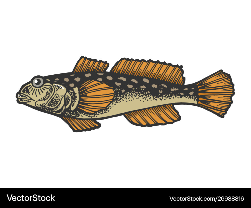 Goby fish color sketch Royalty Free Vector Image