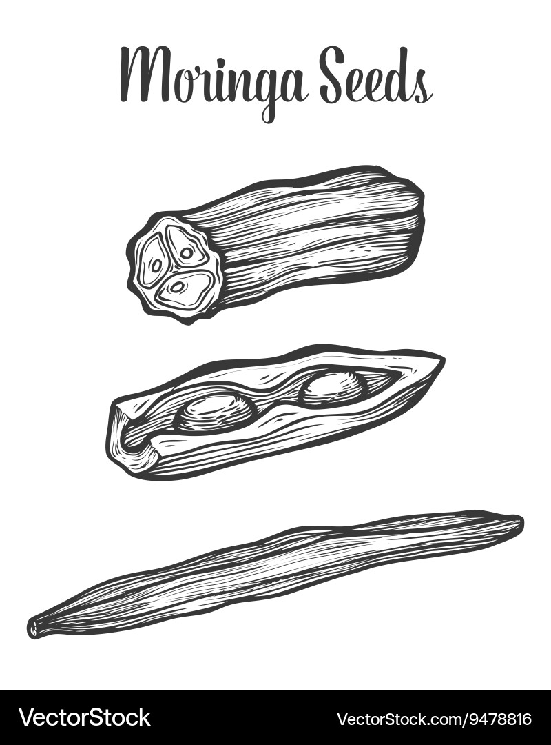 Moringa seed Royalty Free Vector Image - VectorStock