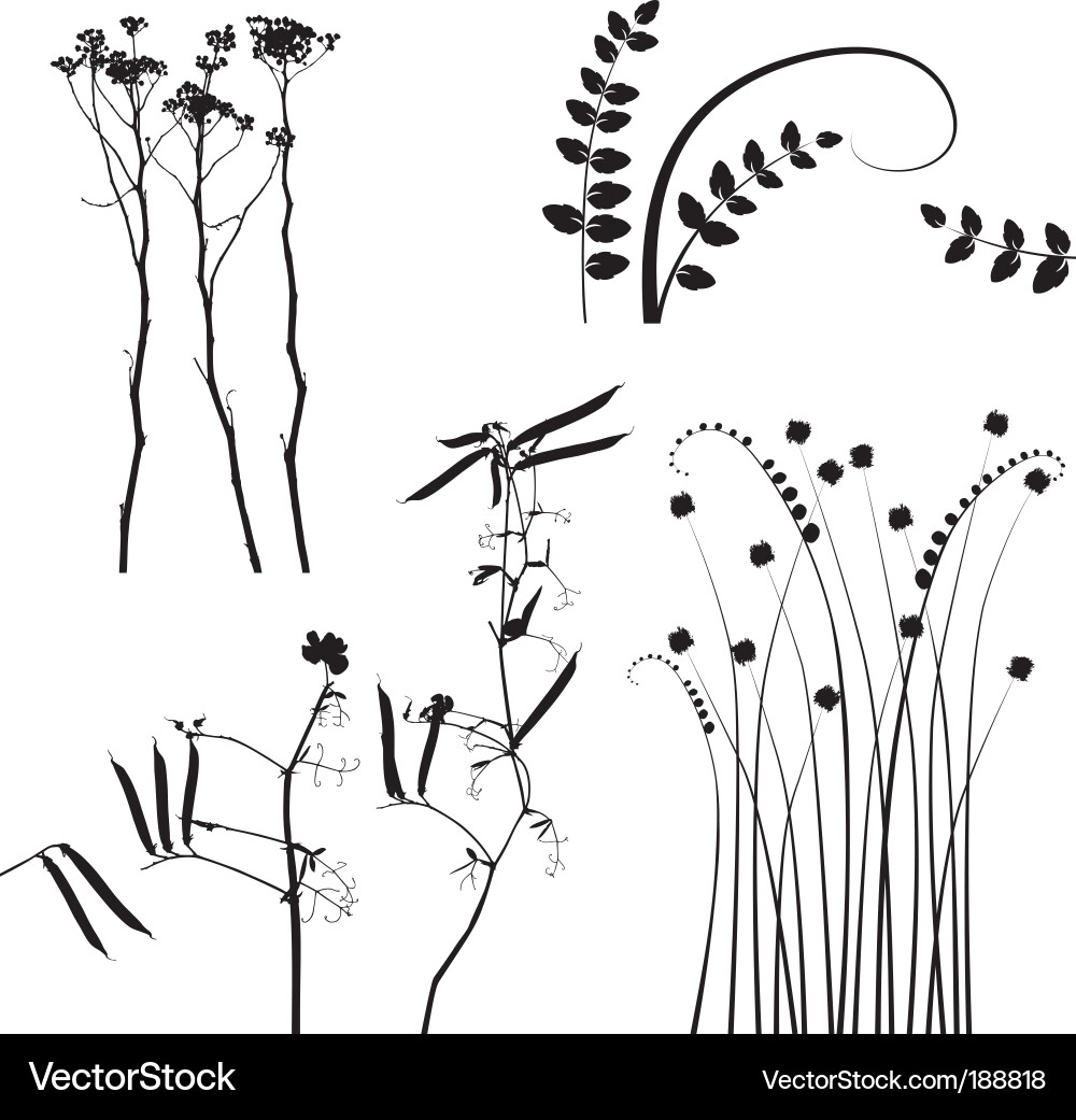 Plants Royalty Free Vector Image - VectorStock