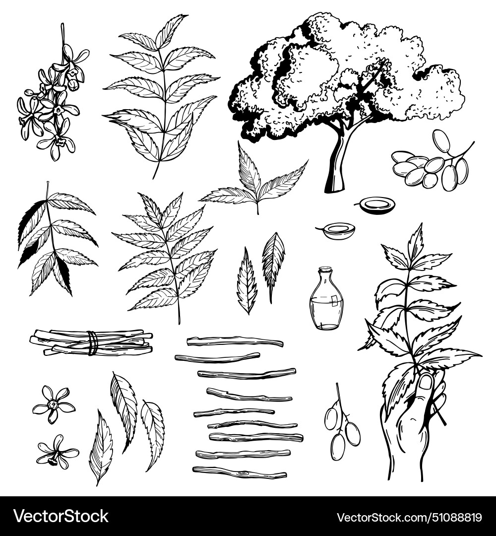 Neem set sketch Royalty Free Vector Image - VectorStock