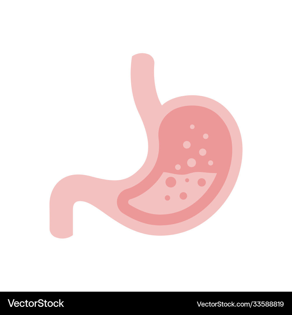 Stomach and digestion system Royalty Free Vector Image