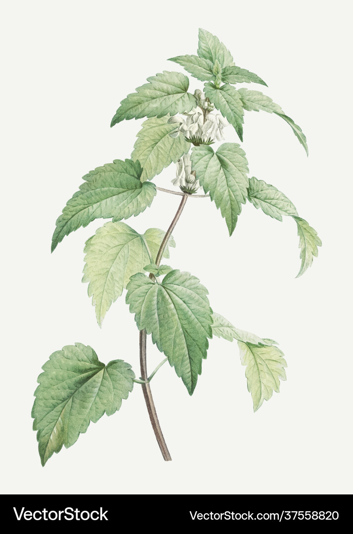 Flowering white dead-nettle plant Royalty Free Vector Image