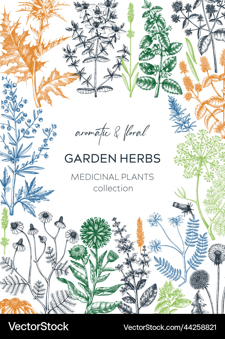 Vintage herbs card design sketched aromatic Vector Image