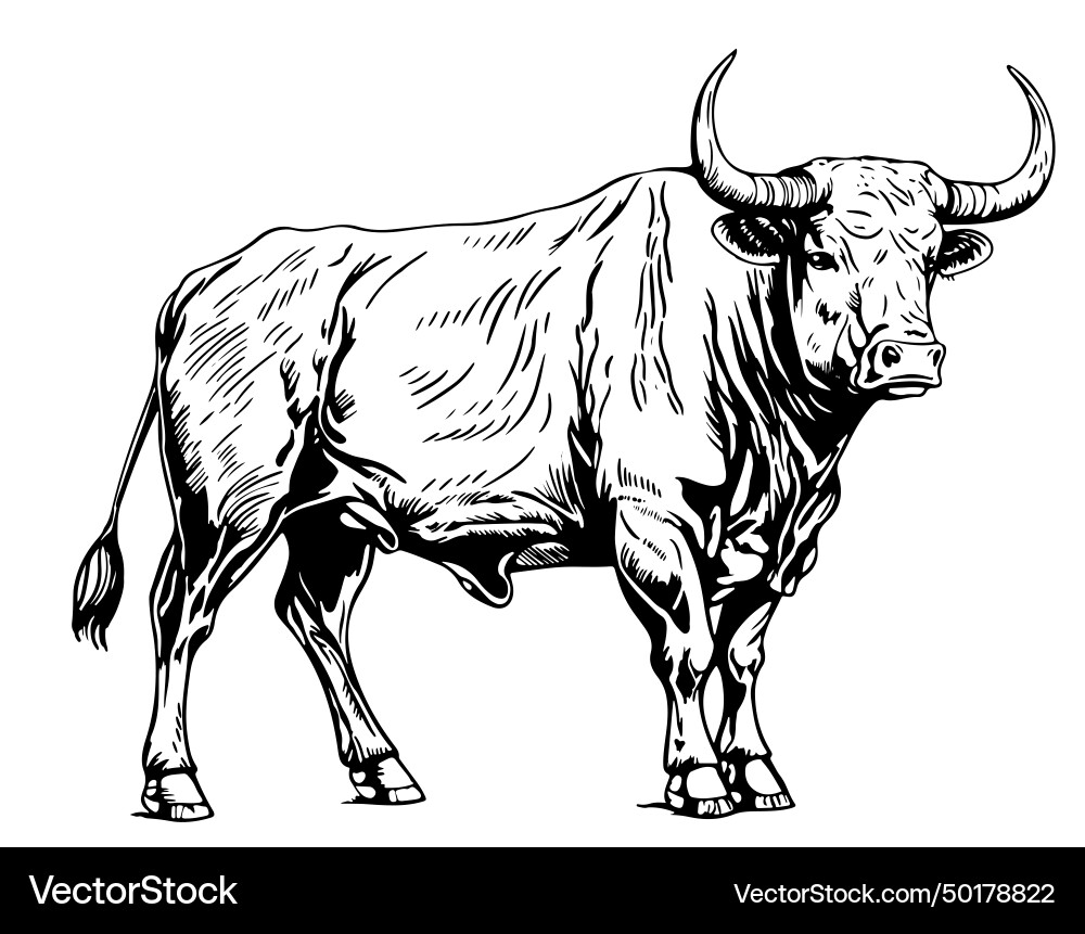 Cow is standing sketch Royalty Free Vector Image