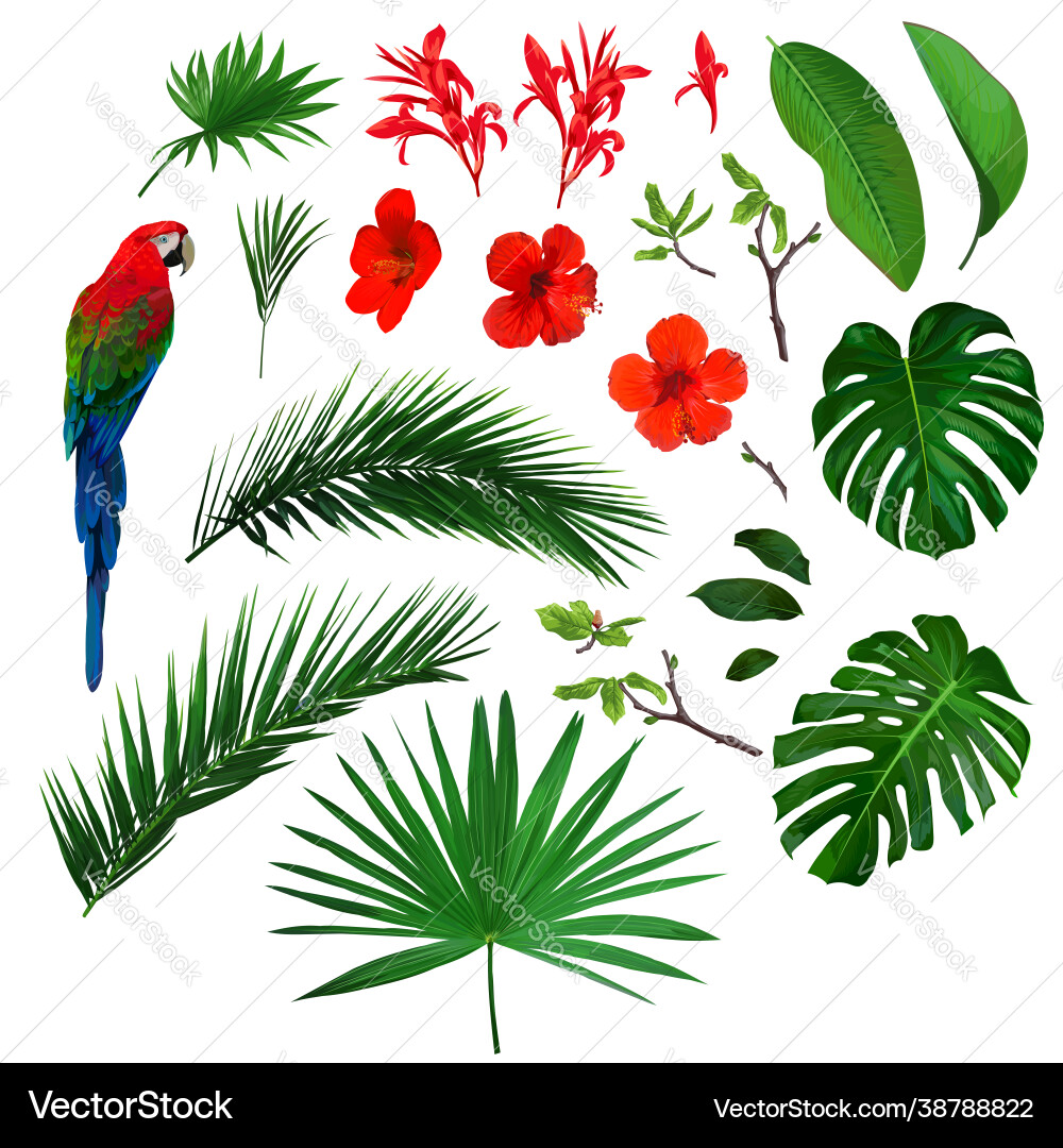Set jungle floral elements with parrot Royalty Free Vector