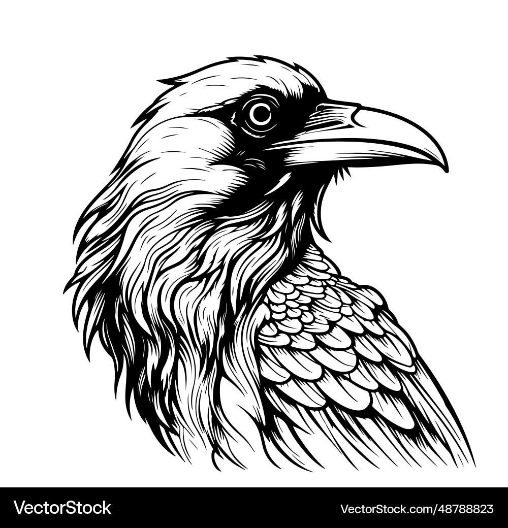Crow head sketch hand drawn Royalty Free Vector Image