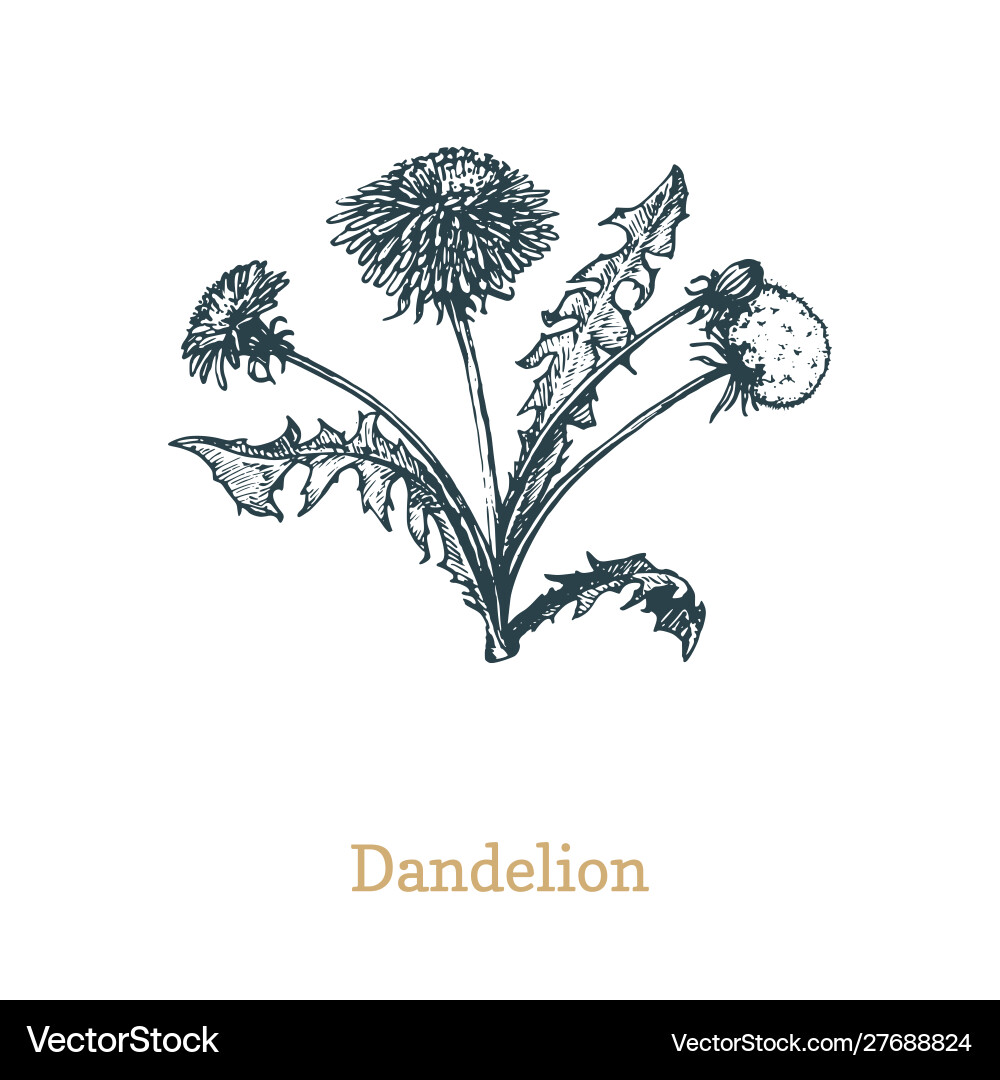 Dandelion hand drawn sketch Royalty Free Vector Image