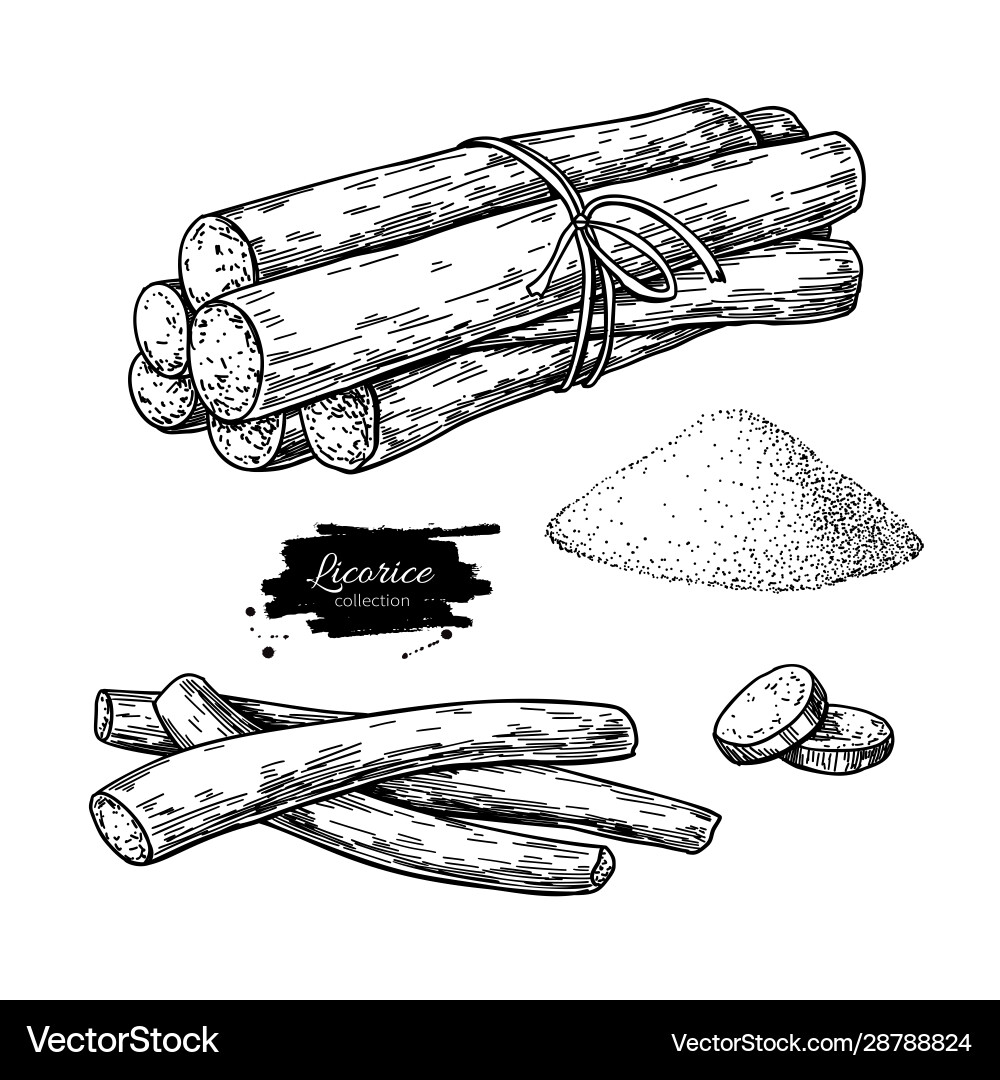 Licorice root bunch drawing botanical Royalty Free Vector