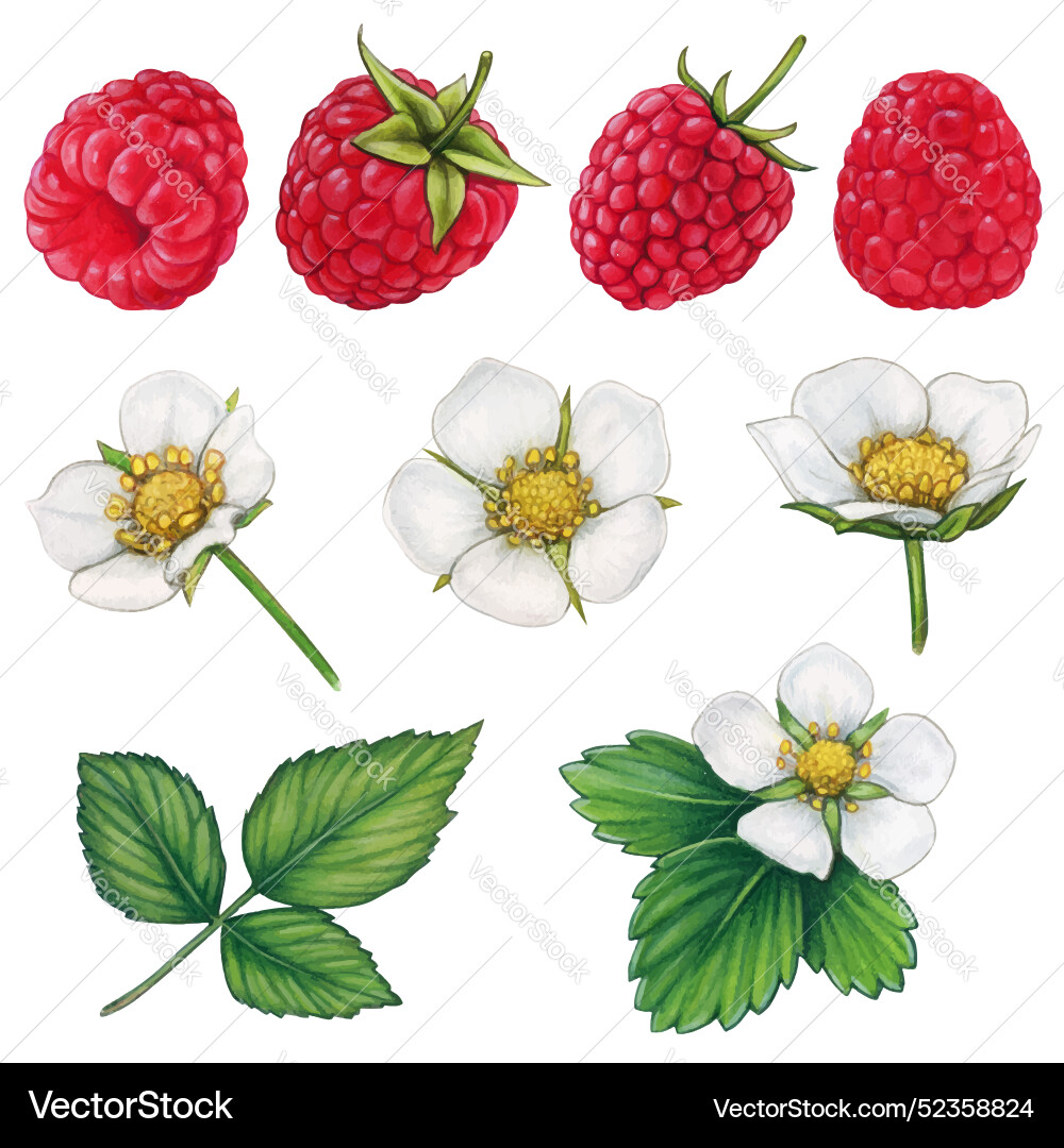 Watercolor hand drawn raspberry collection Vector Image