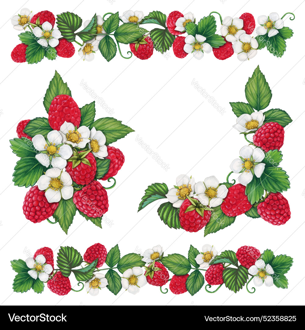 Cute watercolor ha nd drawn raspberry frame Vector Image