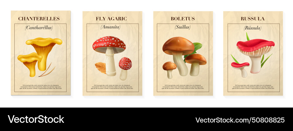 Mushrooms realistic poster set Royalty Free Vector Image