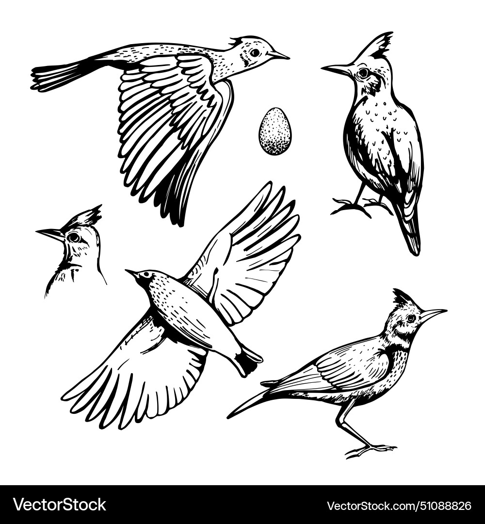 Crested lark set sketch Royalty Free Vector Image