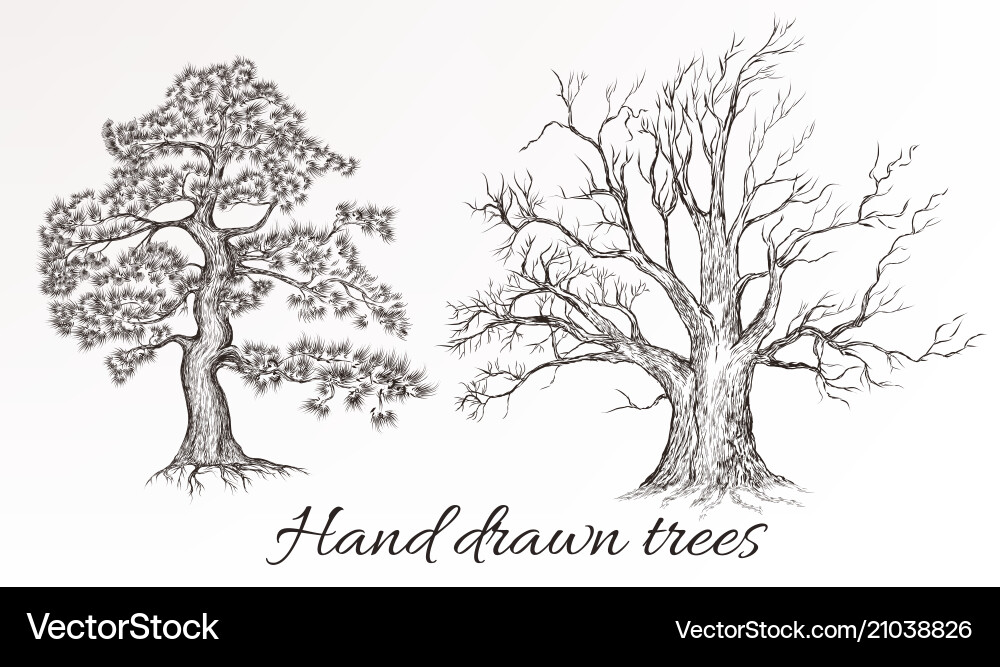 Hand drawn high detailed trees for design Vector Image