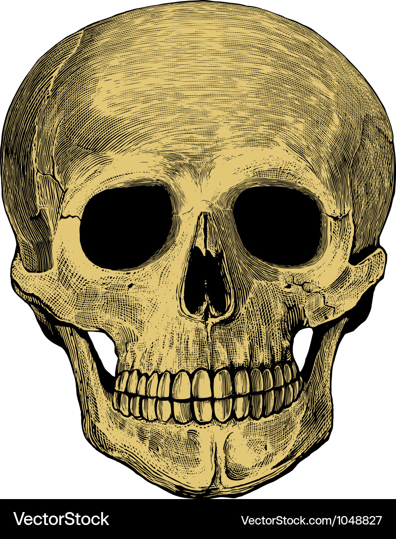 Human skull in engraved style Royalty Free Vector Image