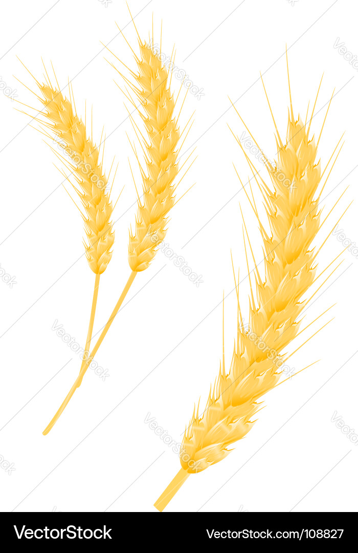 Wheat ear Royalty Free Vector Image - VectorStock