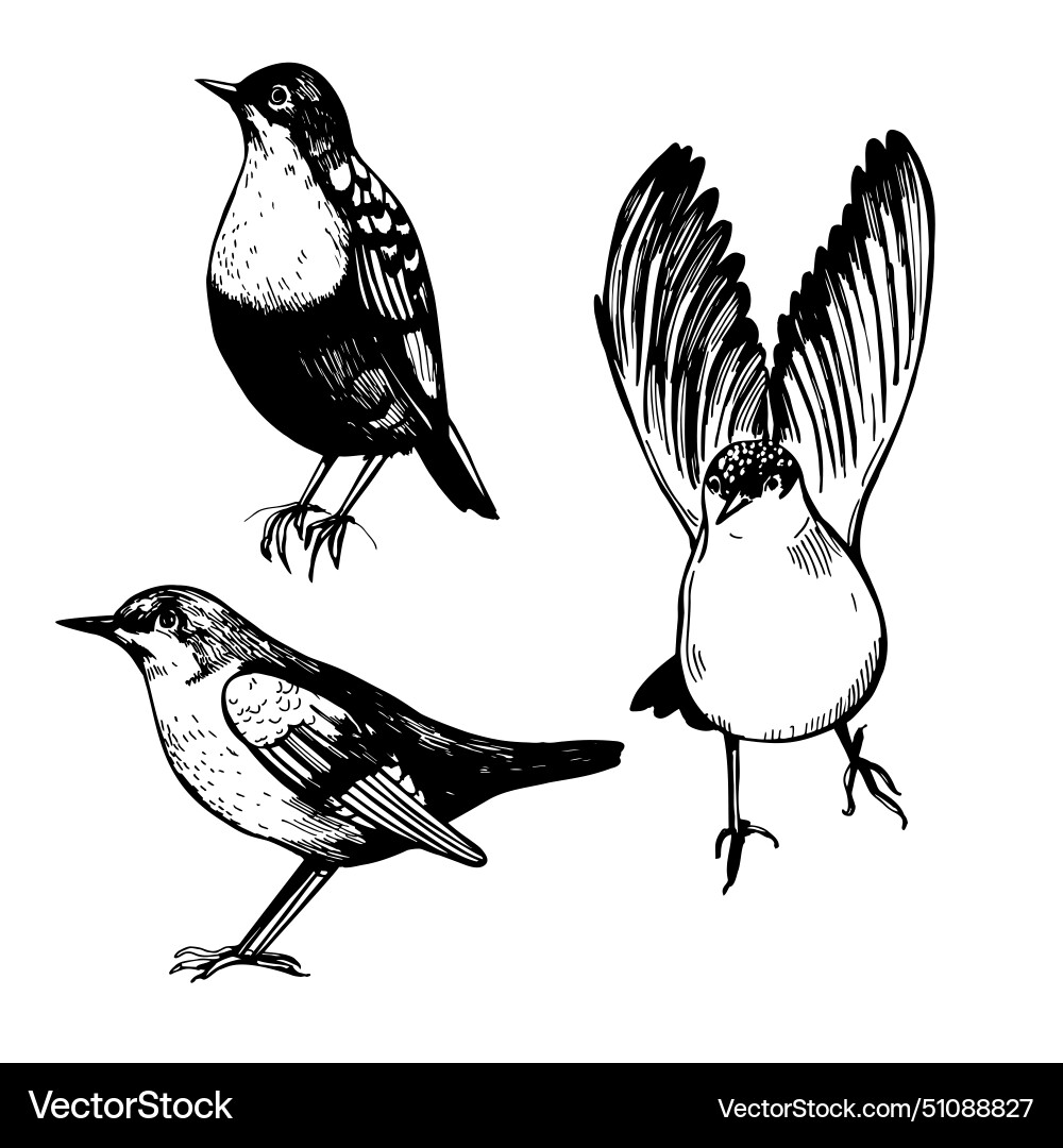 White-throated dipper set sketch Royalty Free Vector Image