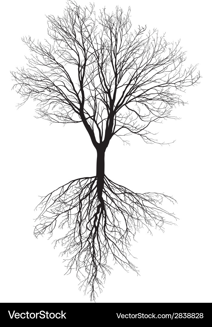 Bare tree with roots Royalty Free Vector Image
