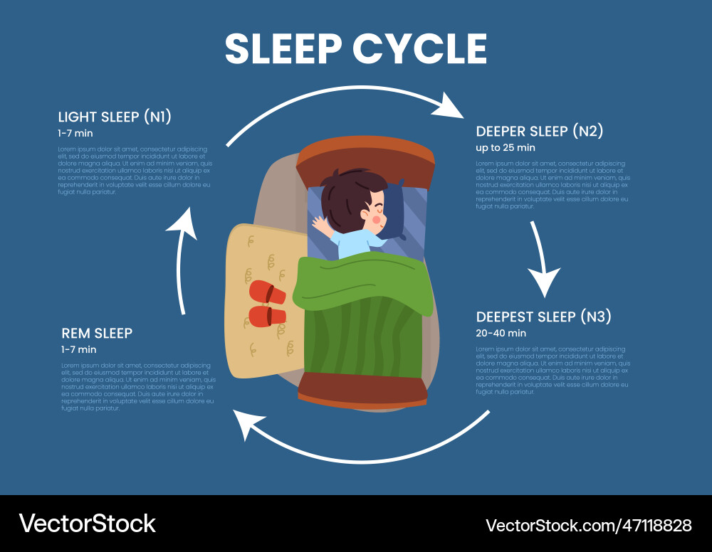 Sleep cycle infographic child peacefully sleeping Vector Image