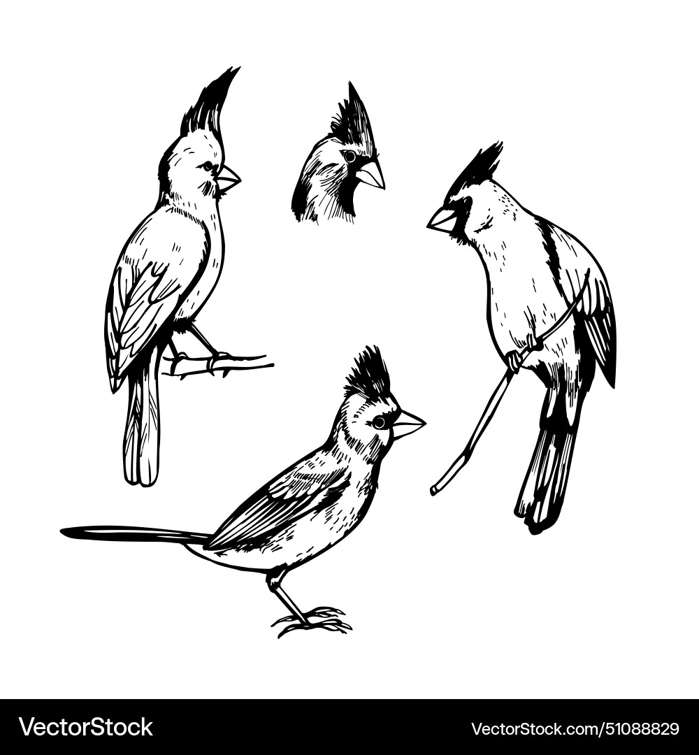 Northern cardinal sketch Royalty Free Vector Image