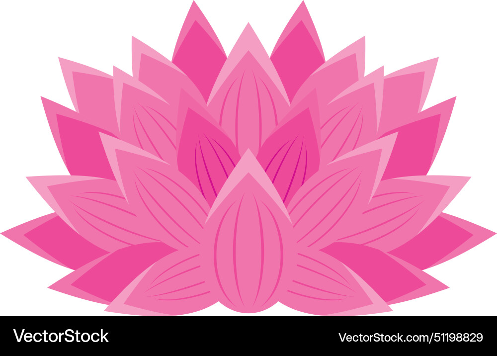 Pink lotus flower Royalty Free Vector Image - VectorStock