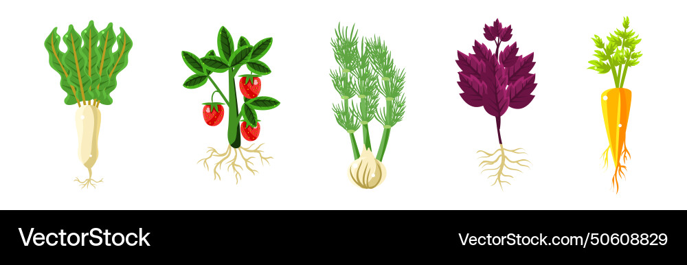 Ripe vegetable agricultural plant with root Vector Image