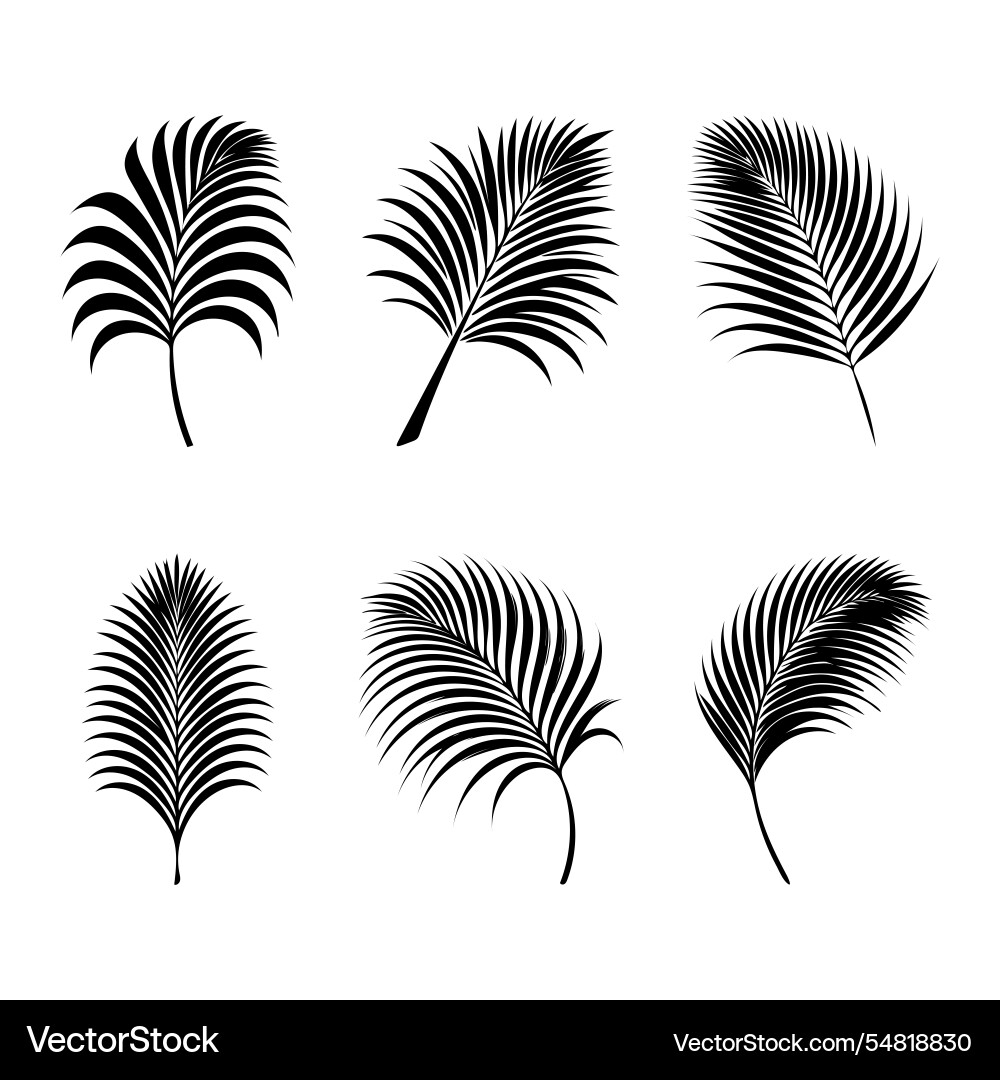 Palm tree leaf silhouettes set beautiful white Vector Image