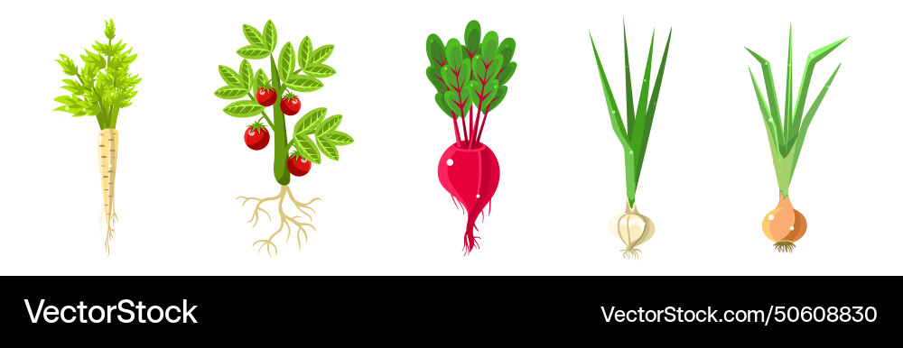 Ripe vegetable agricultural plant with root Vector Image