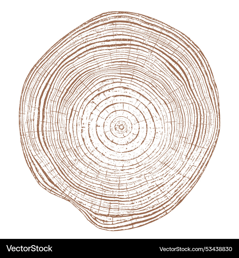 Wood texture cross section of tree rings Vector Image