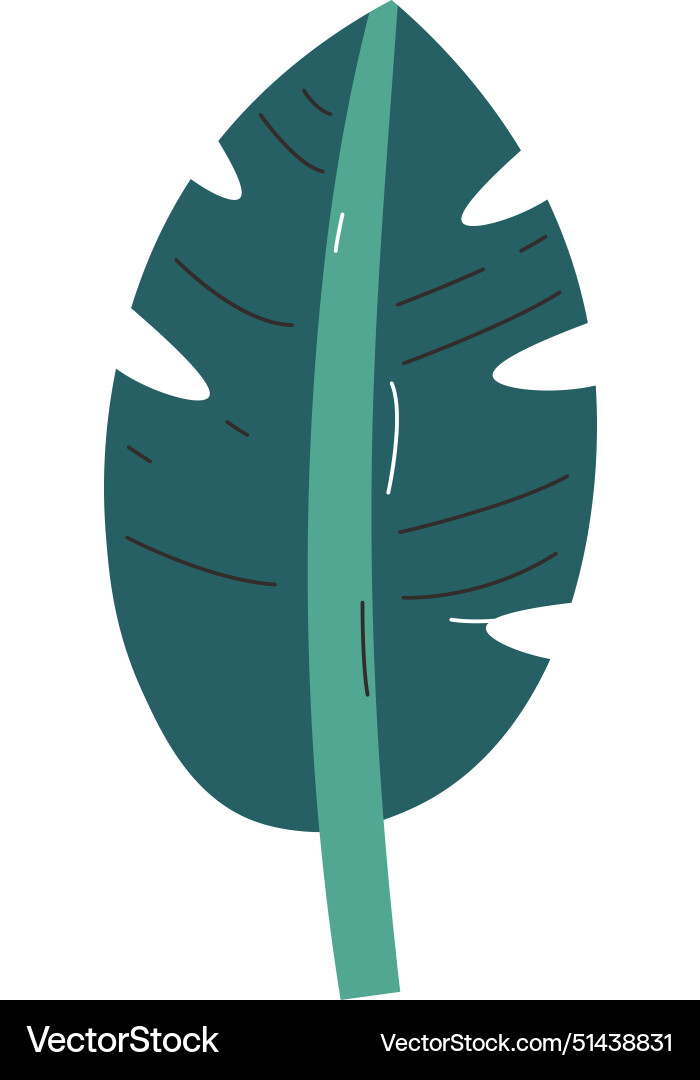 Tropical plant leaf Royalty Free Vector Image - VectorStock