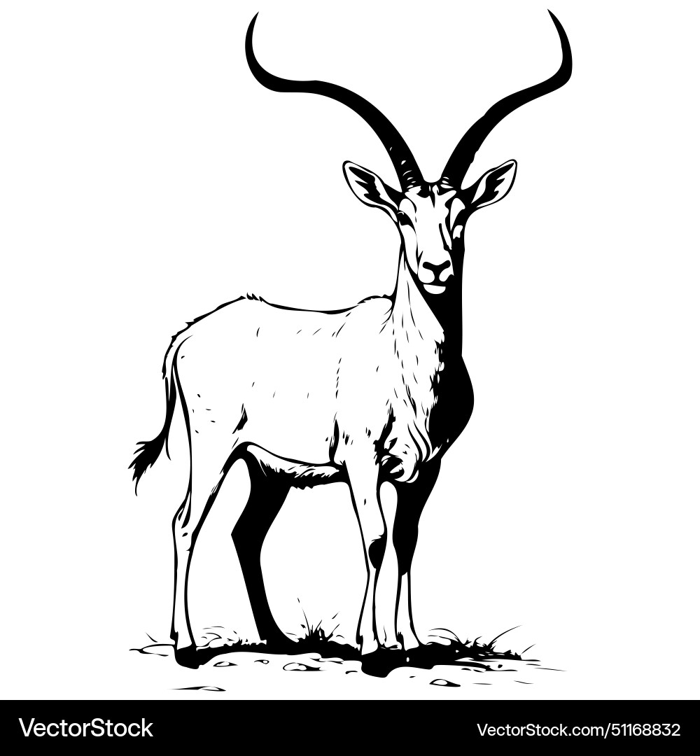 Addax standing sideways drawing vintage animal Vector Image