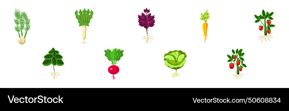 Ripe vegetable agricultural plant with root Vector Image