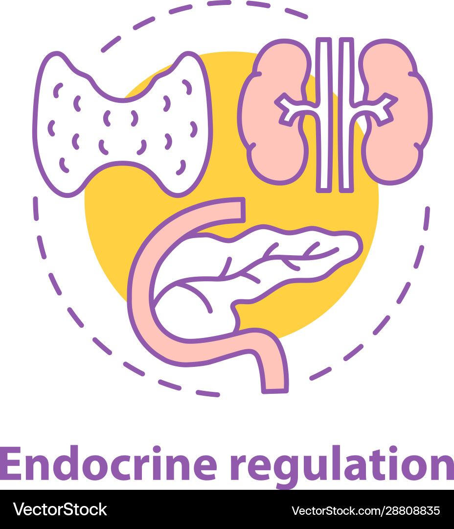 Endocrine regulation concept icon Royalty Free Vector Image