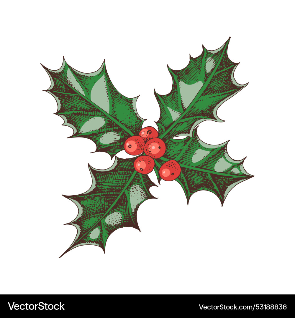 Holly berry colorful branch Royalty Free Vector Image