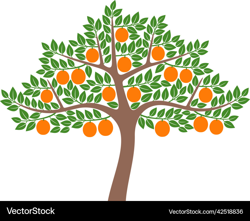 Orange tree Royalty Free Vector Image - VectorStock