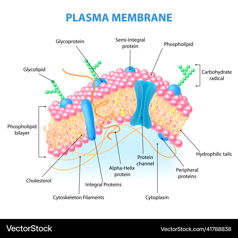 Cell membrane anatomy Royalty Free Vector Image