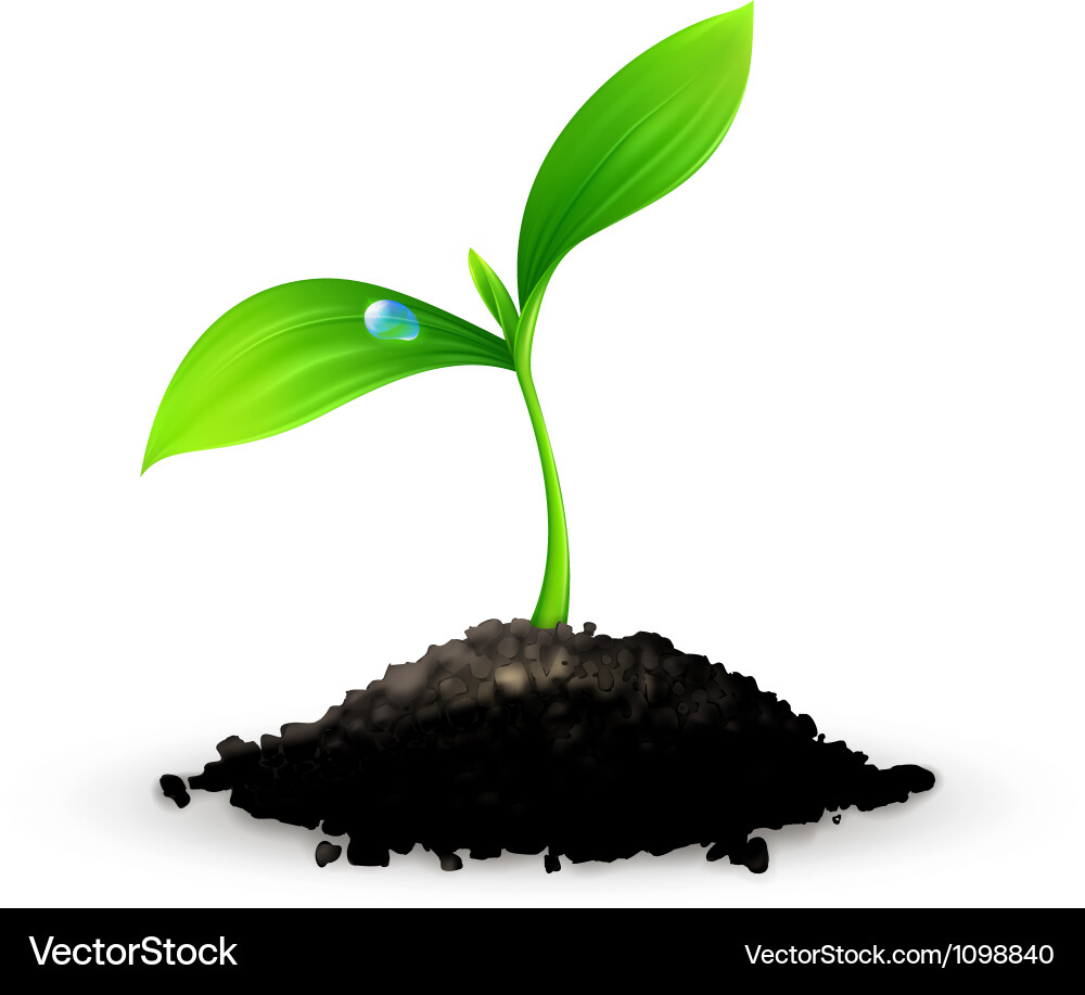 Plant Royalty Free Vector Image - VectorStock