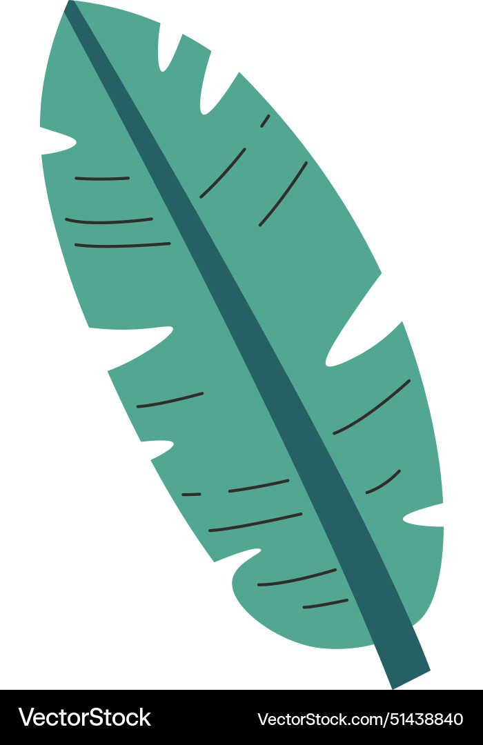 Tropical plant leaf Royalty Free Vector Image - VectorStock