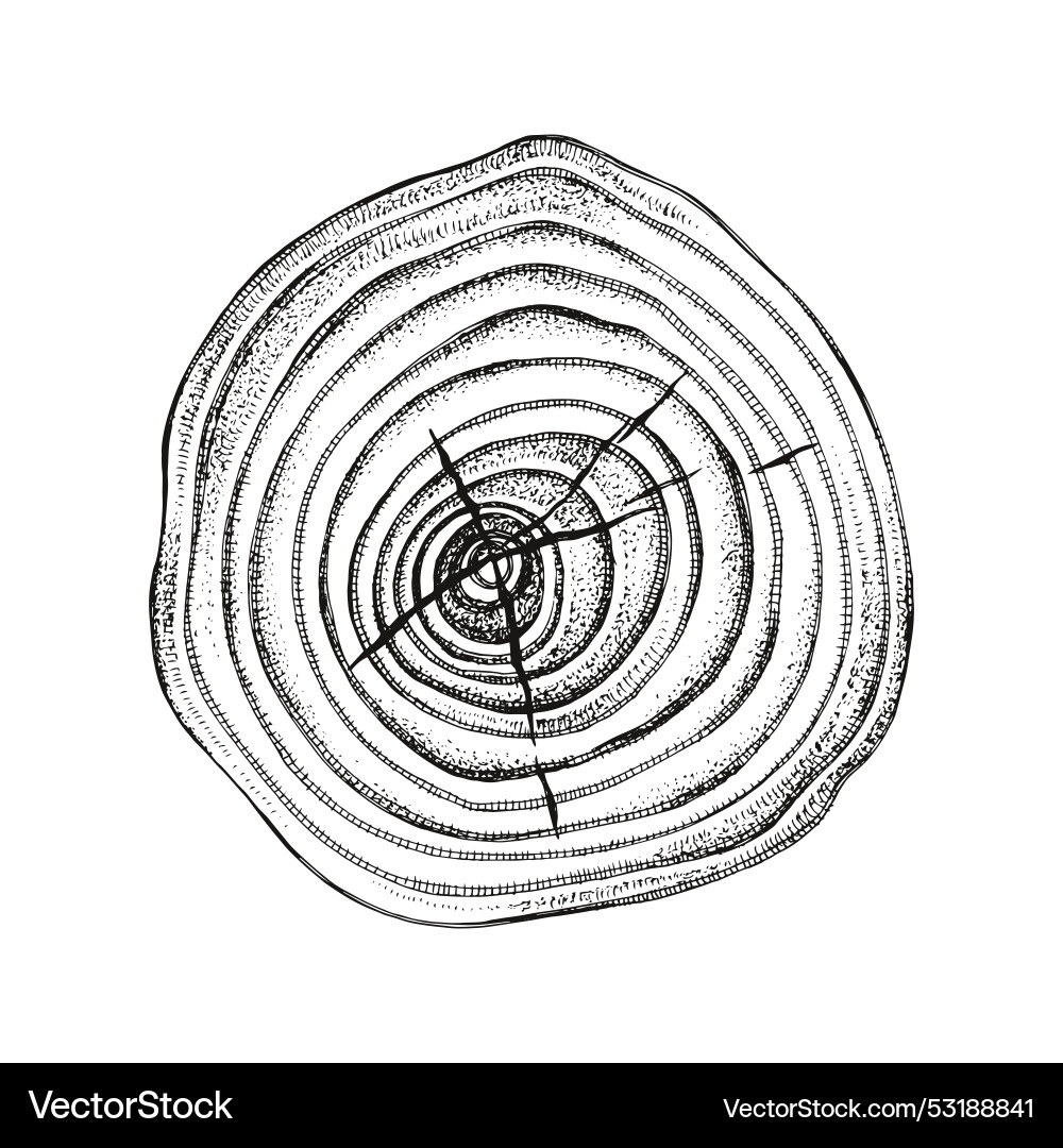 Tree rings wooden cross section Royalty Free Vector Image