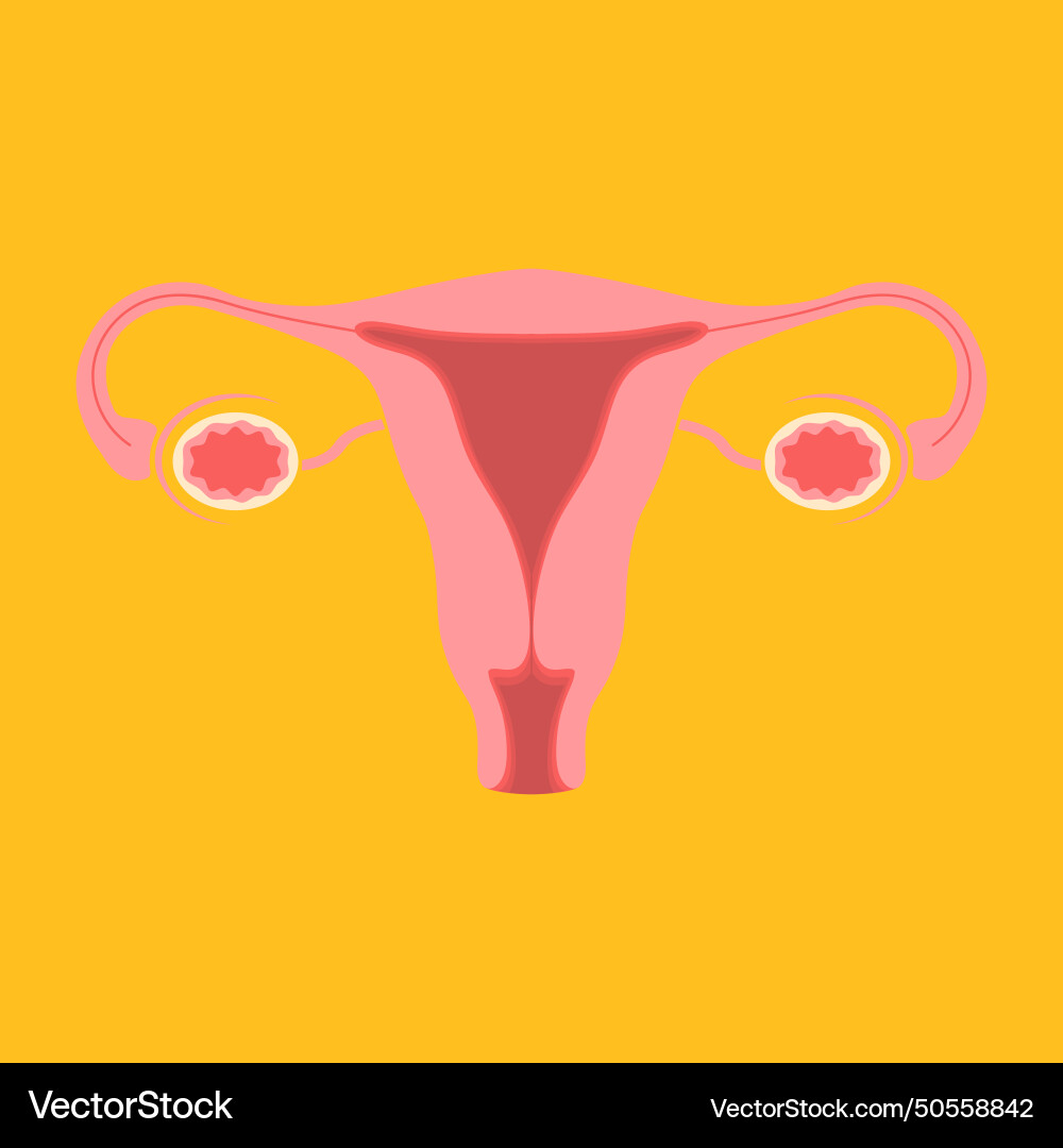 Female reproductive system uterus ve Royalty Free Vector