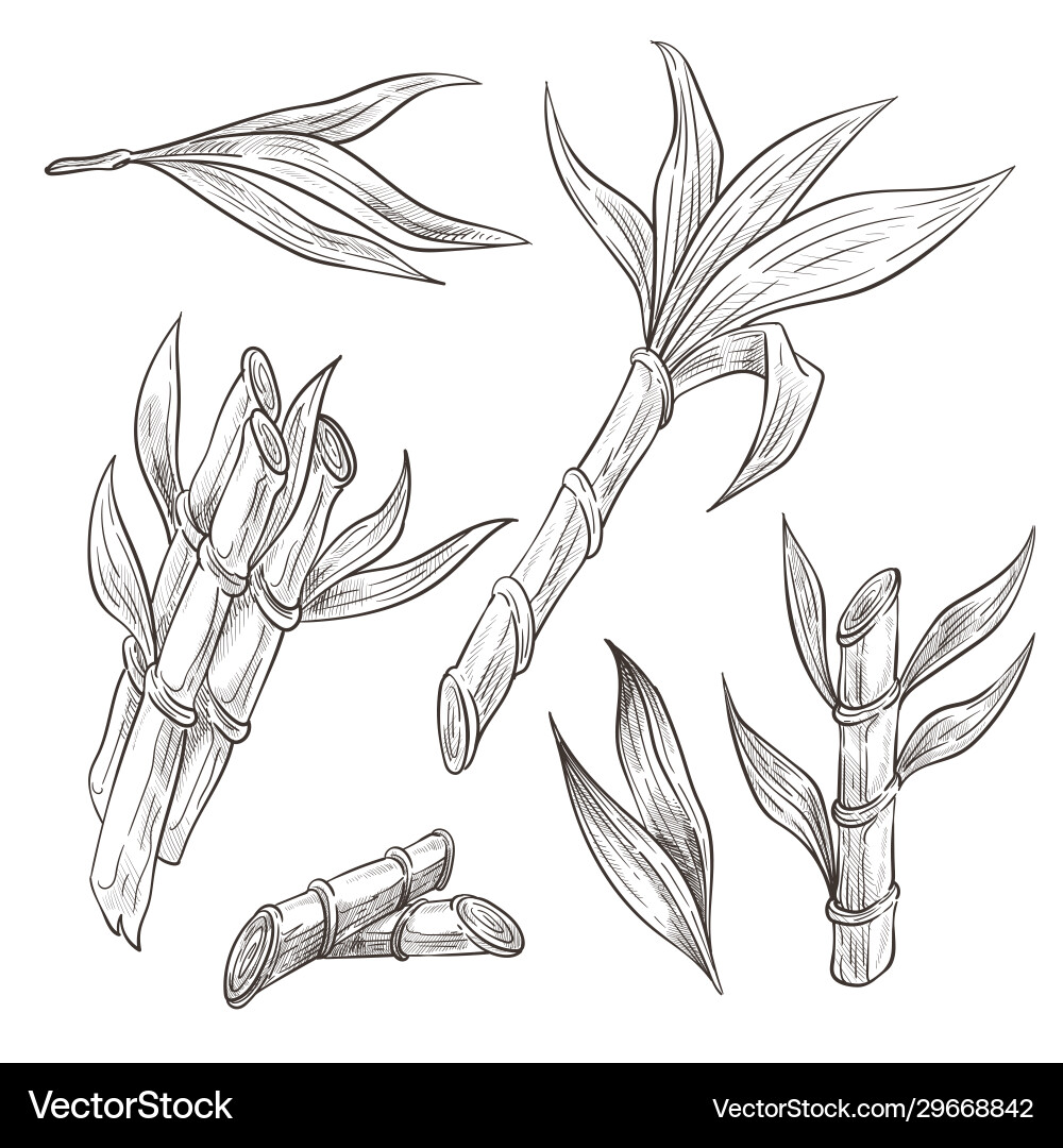 Hand Drawn Bamboo Logs and Leaves Royalty Free Vector Image