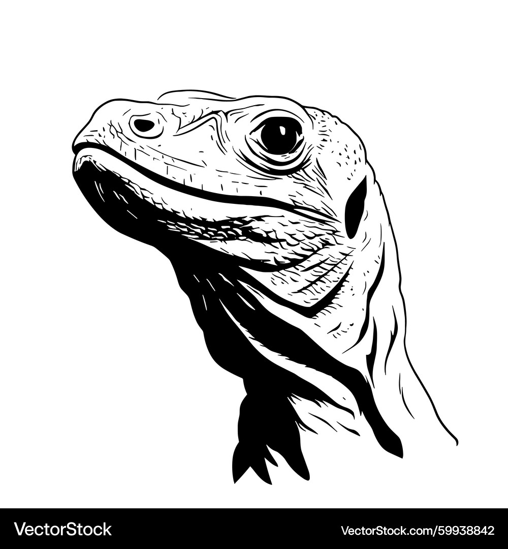 Komodo Dragon Line Art Royalty Free Vector Image
