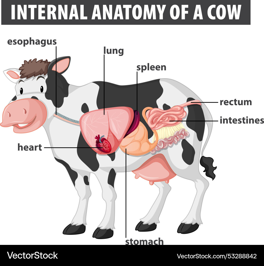 Labeled diagram of cows internal organs Royalty Free Vector