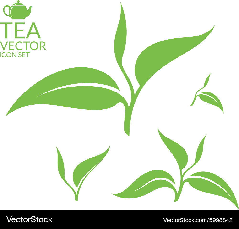 Tea isolated leaves on white background Royalty Free Vector