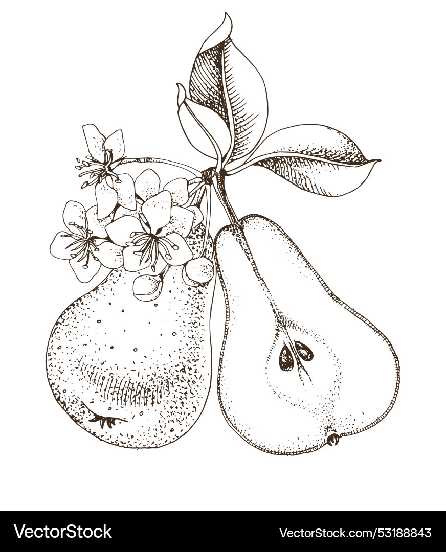 Pear tree branch hand drawn Royalty Free Vector Image